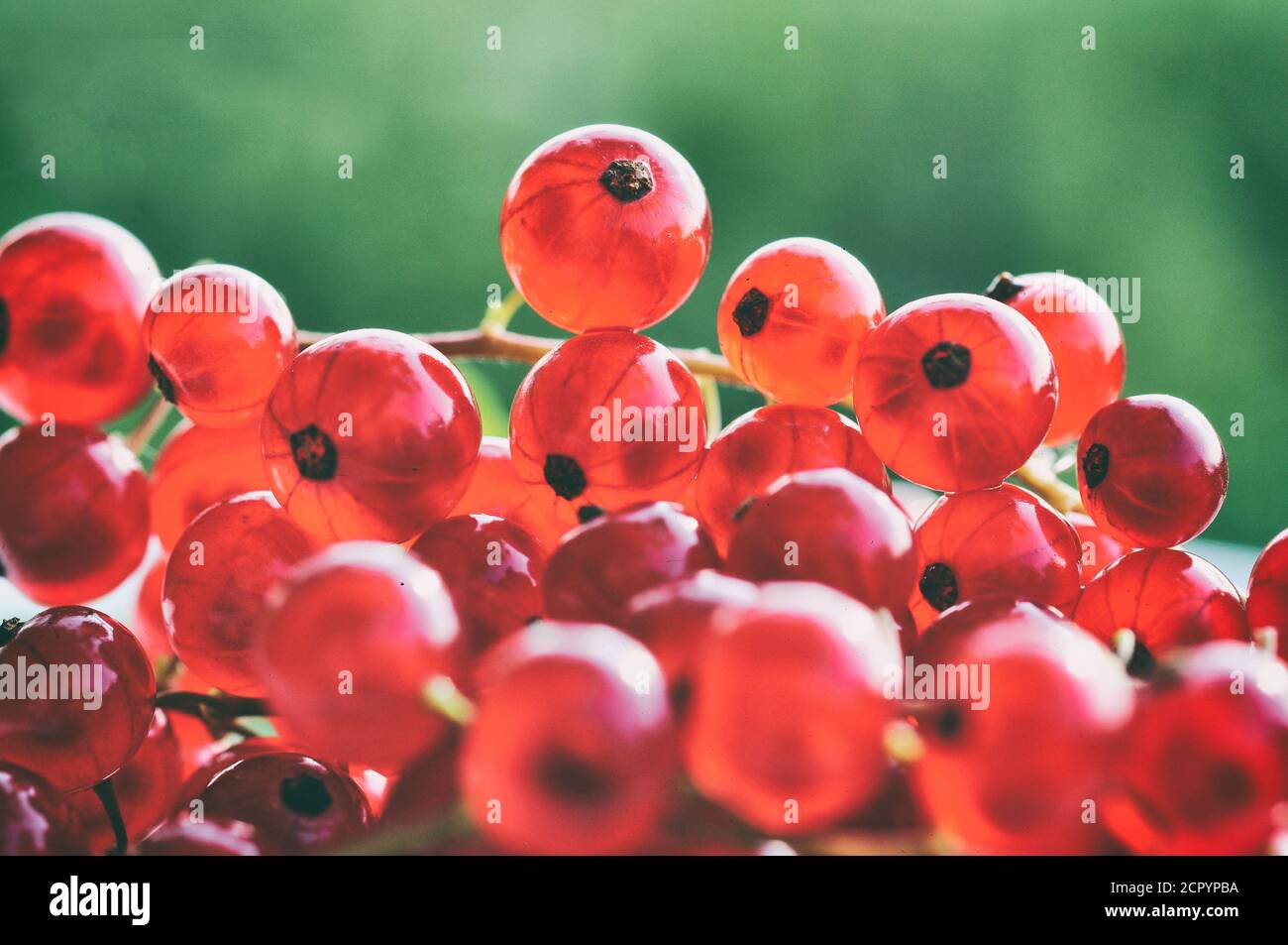 Currant fruit hi-res stock photography and images - Alamy