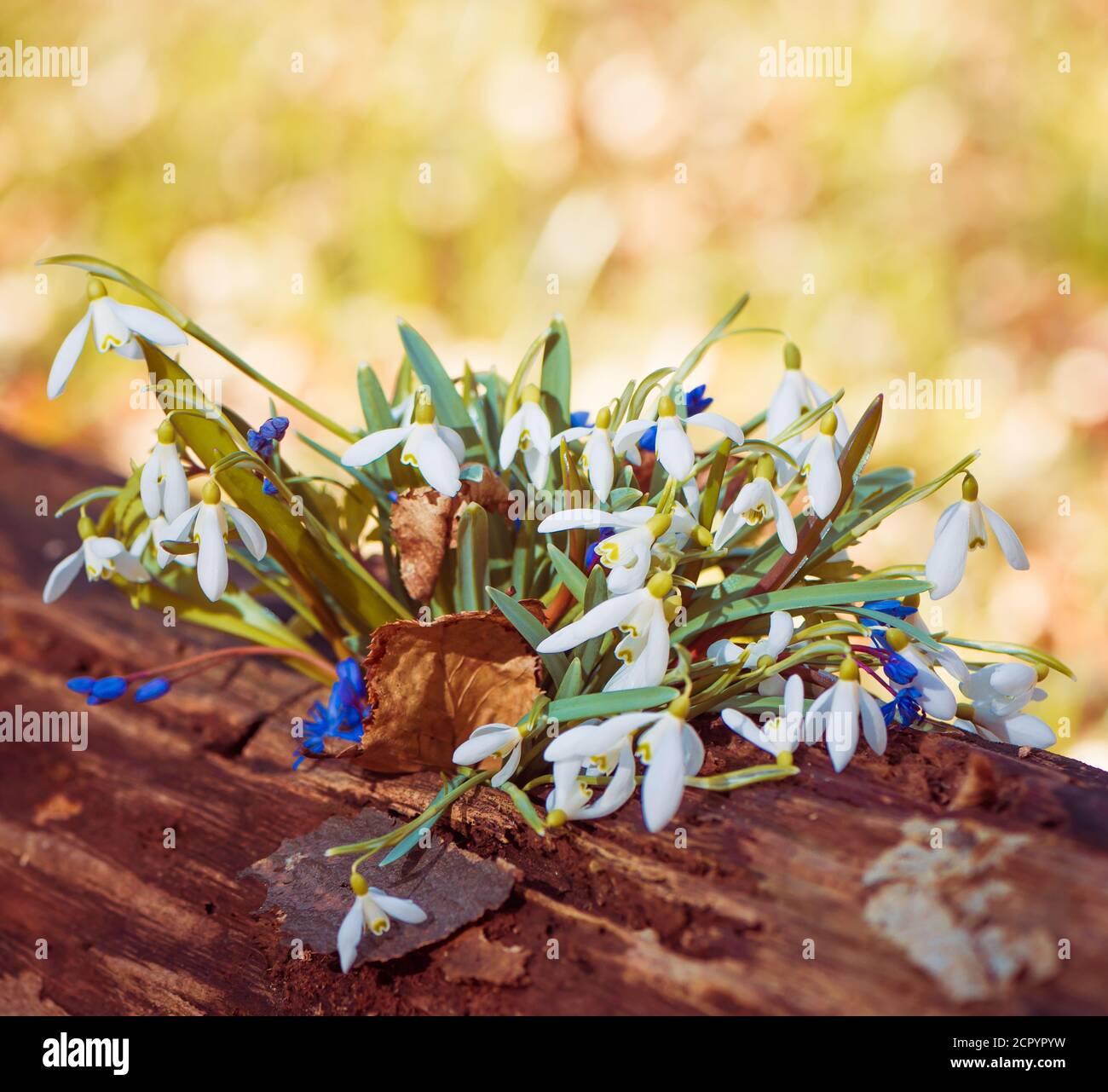 Fresh wild spring forest flowers growing in forest Stock Photo - Alamy