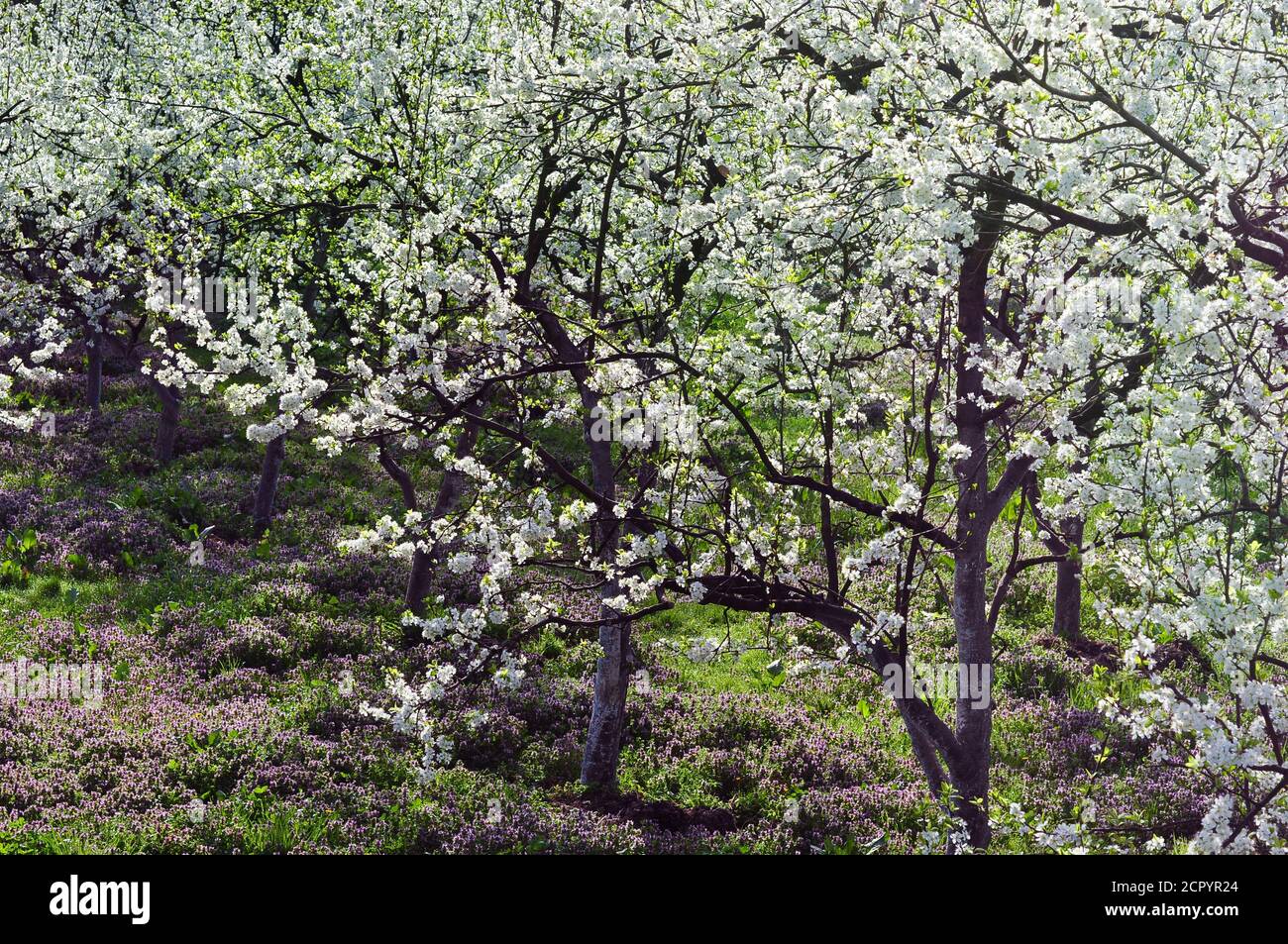 Orchard in bloom hi-res stock photography and images - Alamy