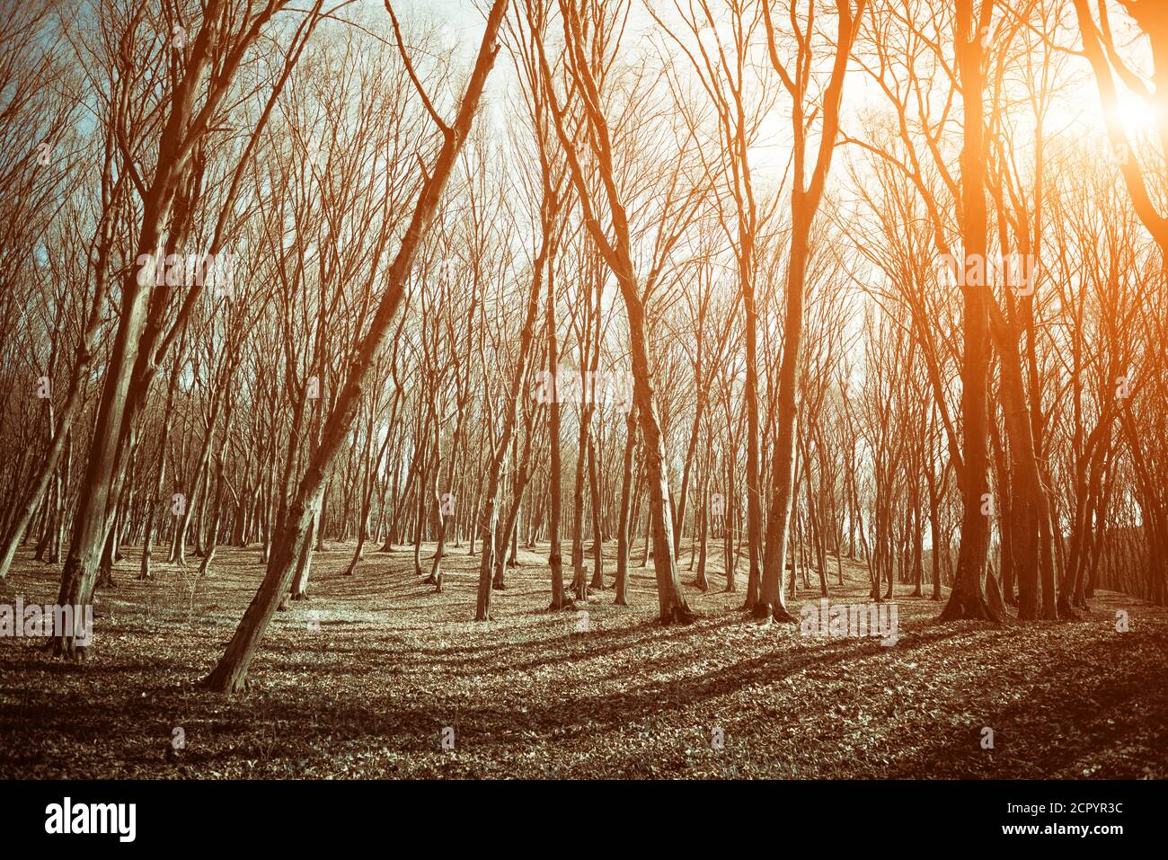 Sunlight zone hi-res stock photography and images - Alamy