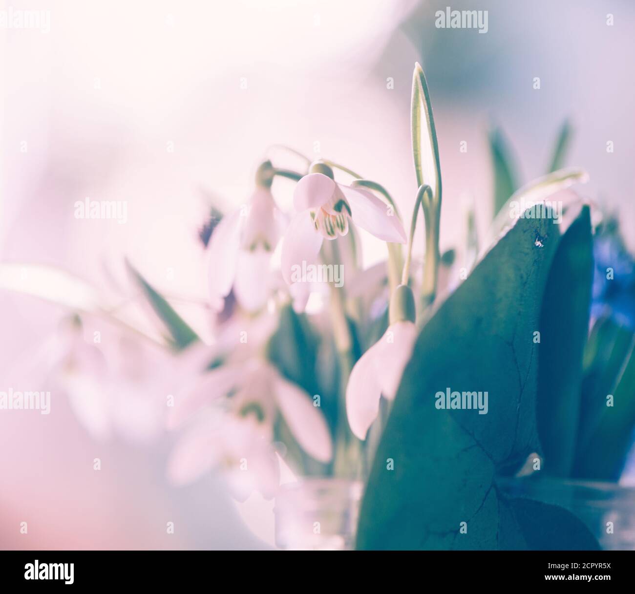 Fresh wild spring forest flowers growing Stock Photo - Alamy