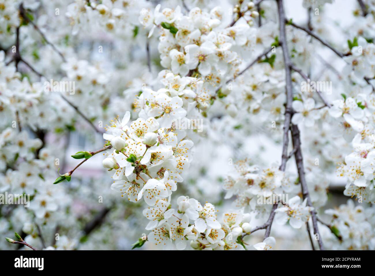 Spring flowers blossom macro view on the tree Stock Photo - Alamy