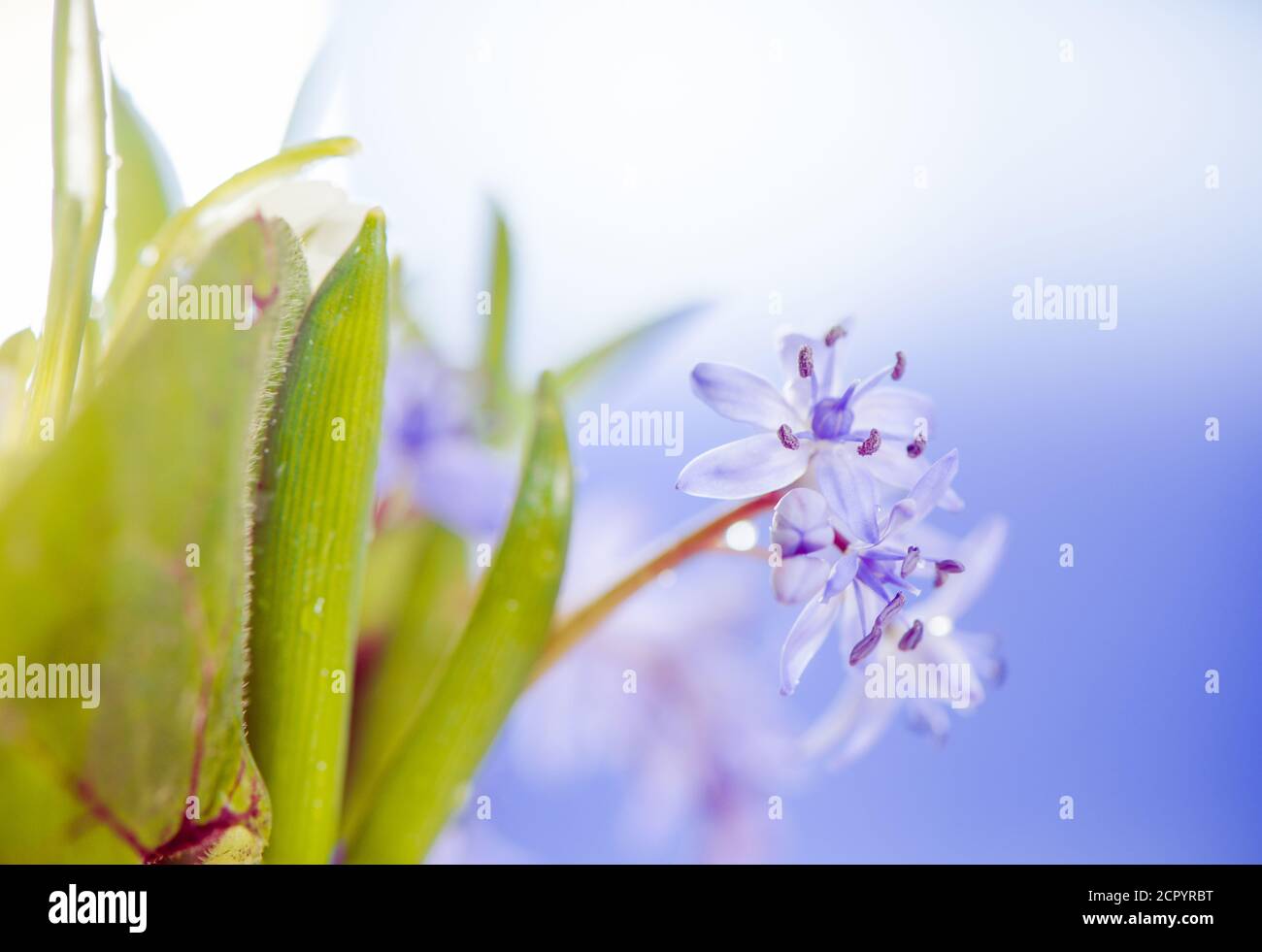 Fresh wild spring forest flowers growing Stock Photo - Alamy