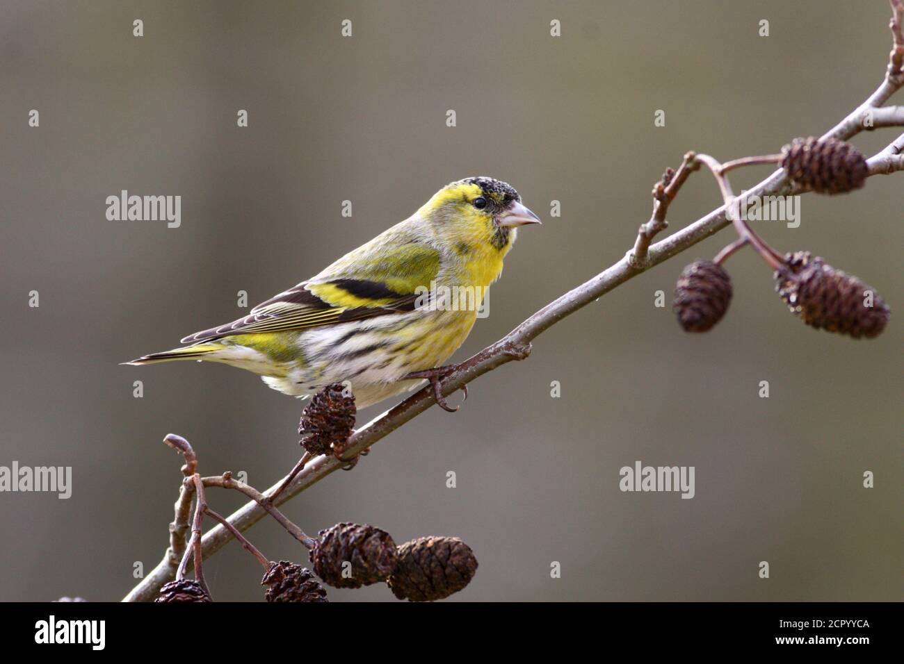 Siskin on alder tree uk hi-res stock photography and images - Alamy