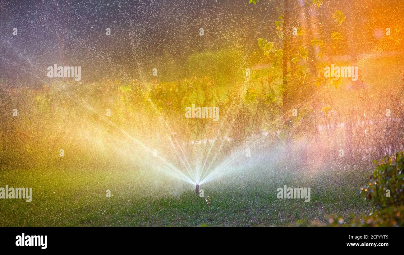 automatic sprinkler system watering the lawn Selective focus. Macro ...