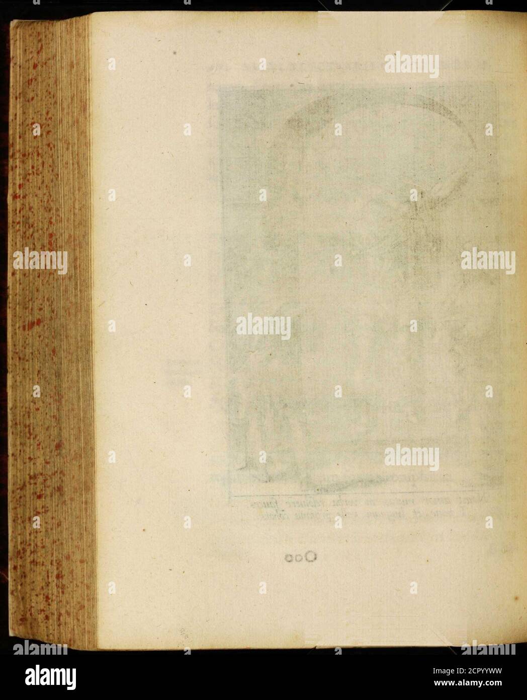 Cruciferorum hi-res stock photography and images - Alamy