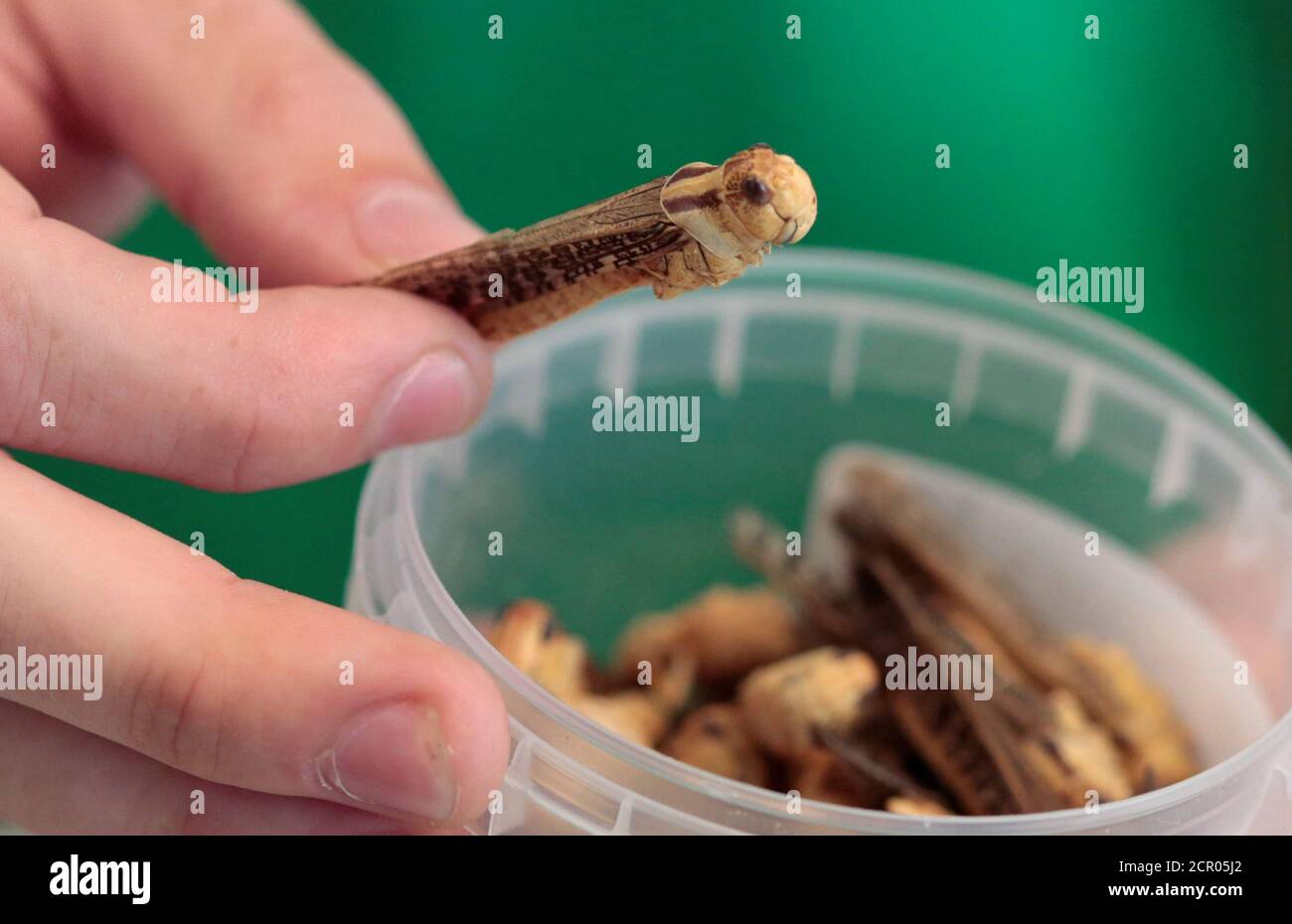 Human eating insect hi-res stock photography and images - Alamy