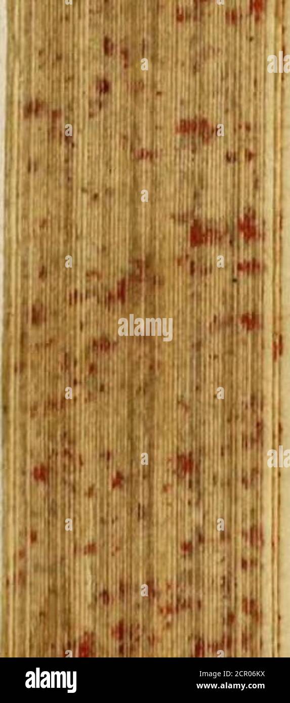 Cruciferorum hi-res stock photography and images - Alamy