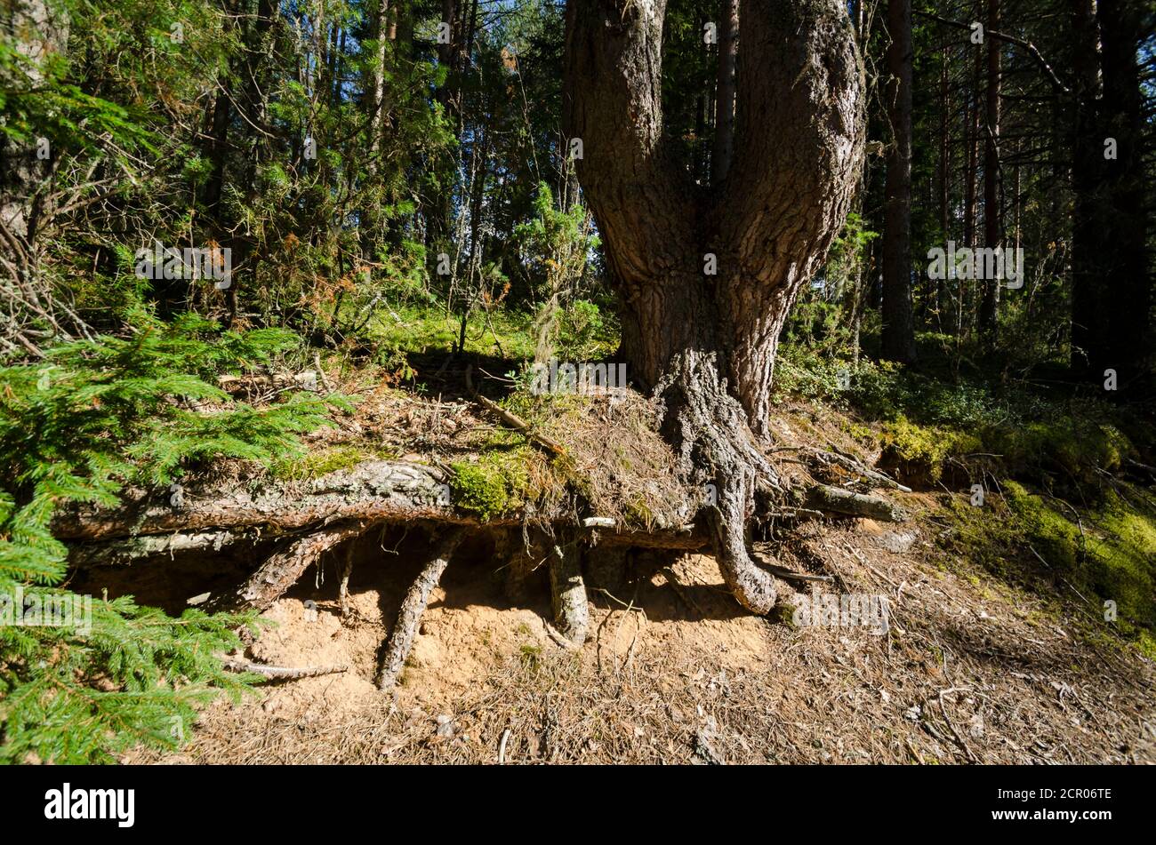 Forest trail. Pine roots. Forest thicket. National park Stock Photo - Alamy