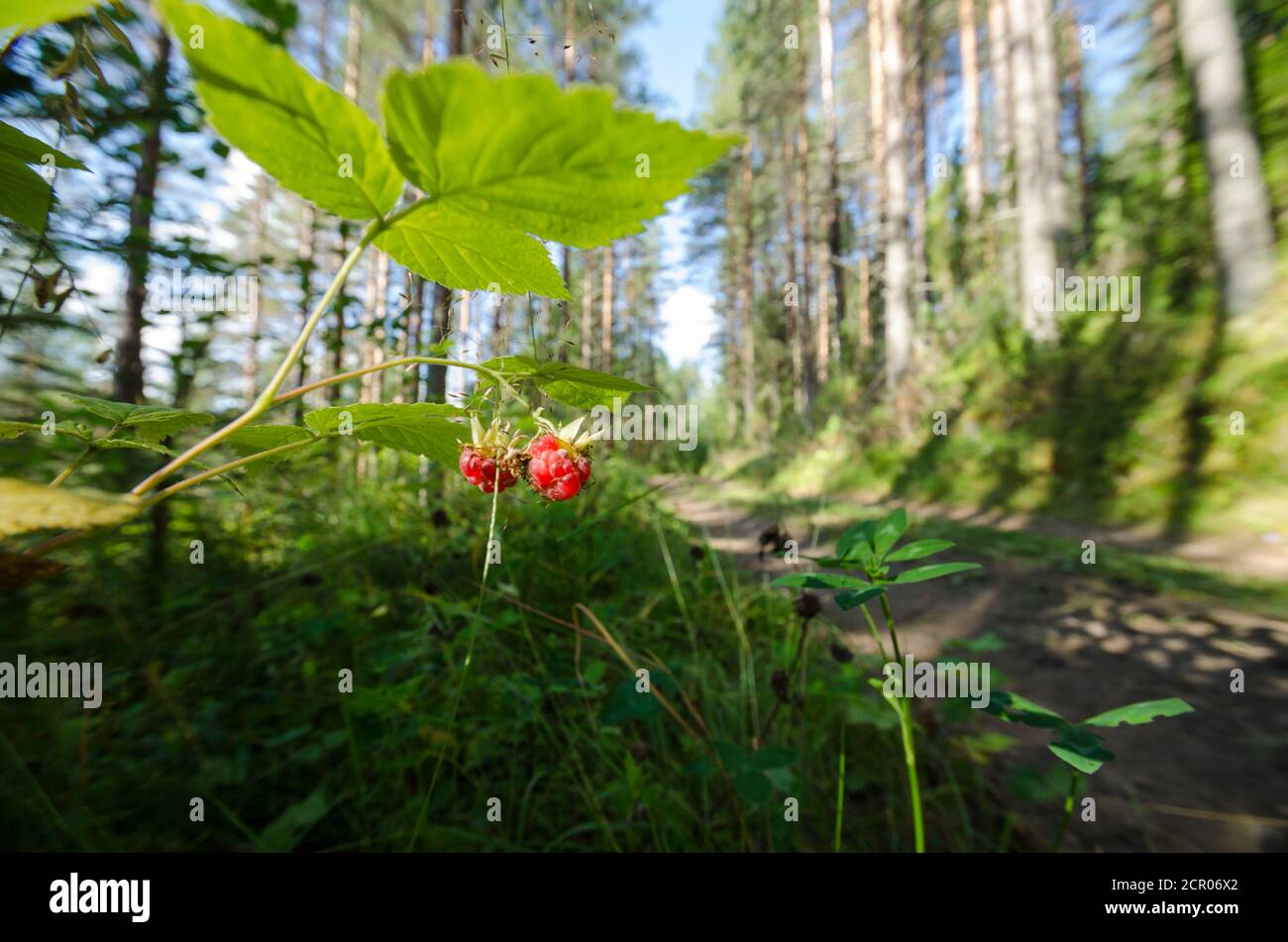 Forest raspberry. Raspberry on the bush Stock Photo - Alamy