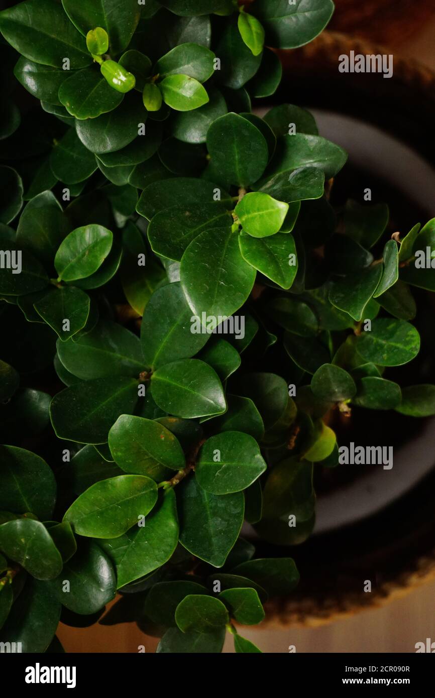 Healthy bonsai plant leaves close up view Stock Photo - Alamy