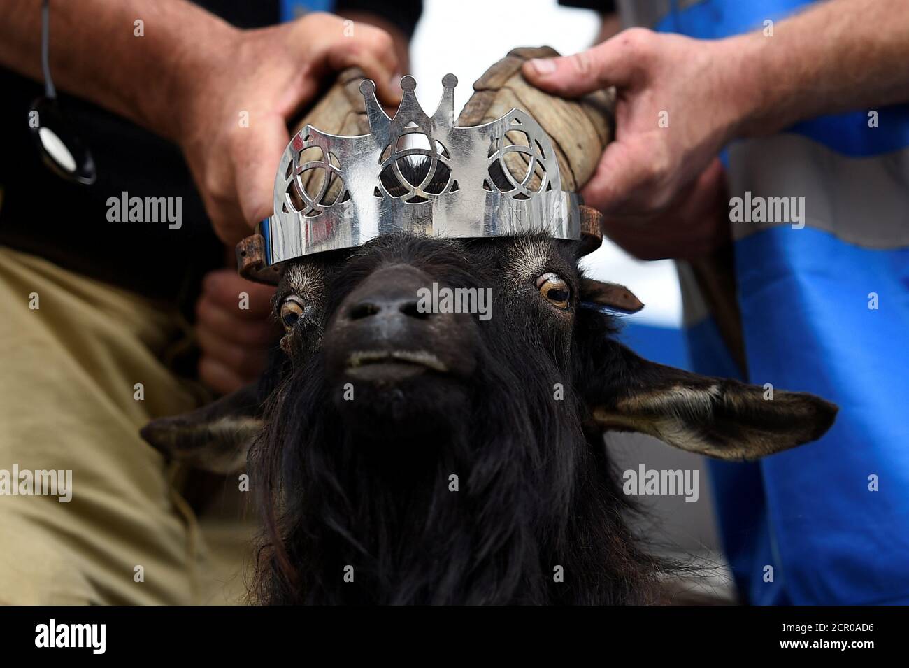 Goat Crown High Resolution Stock Photography and Images - Alamy
