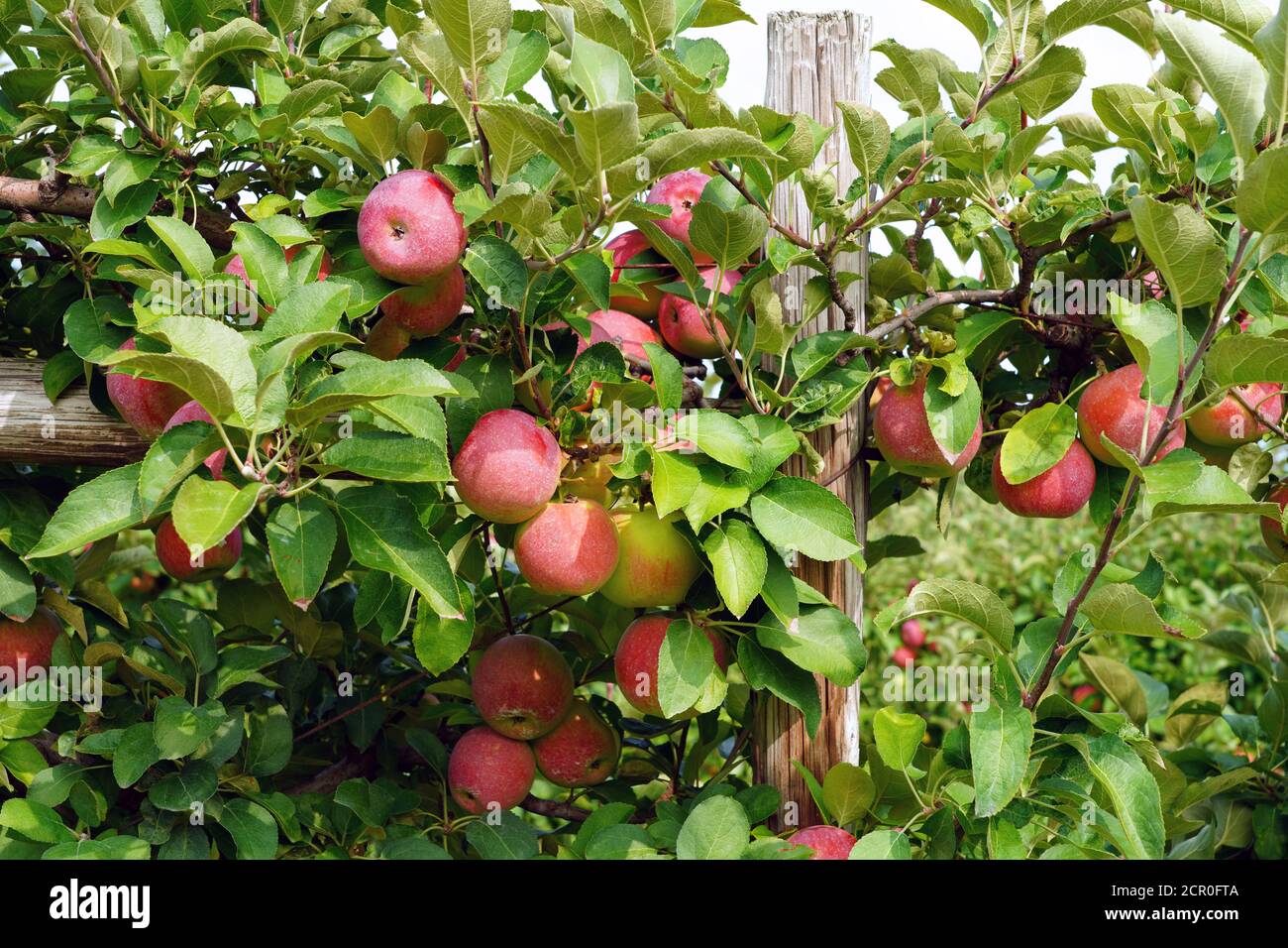 Fresh apples growing on trees at an apple orchard Stock Photo - Alamy
