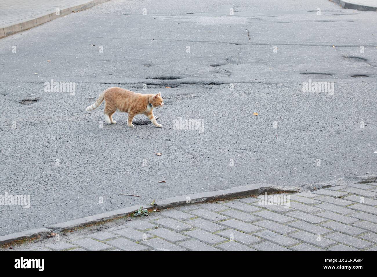 Ginger cat walks on the asphalt road Stock Photo - Alamy