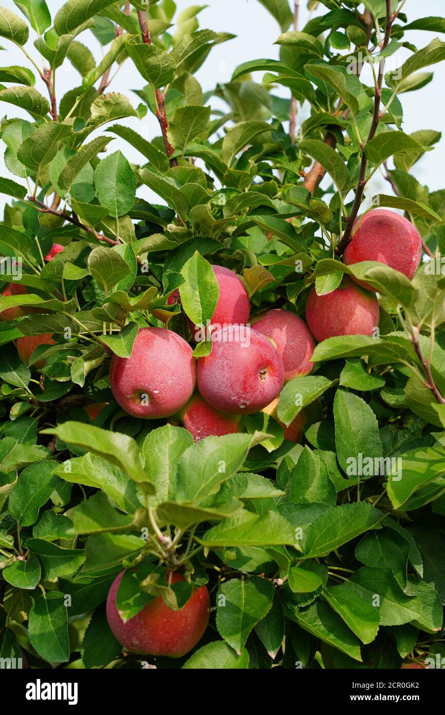 Fresh apples growing on trees at an apple orchard Stock Photo - Alamy