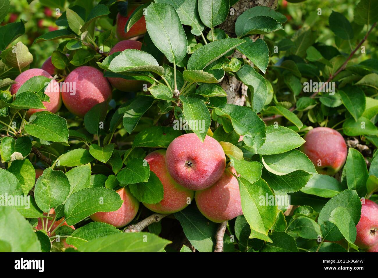 Fresh apples growing on trees at an apple orchard Stock Photo - Alamy