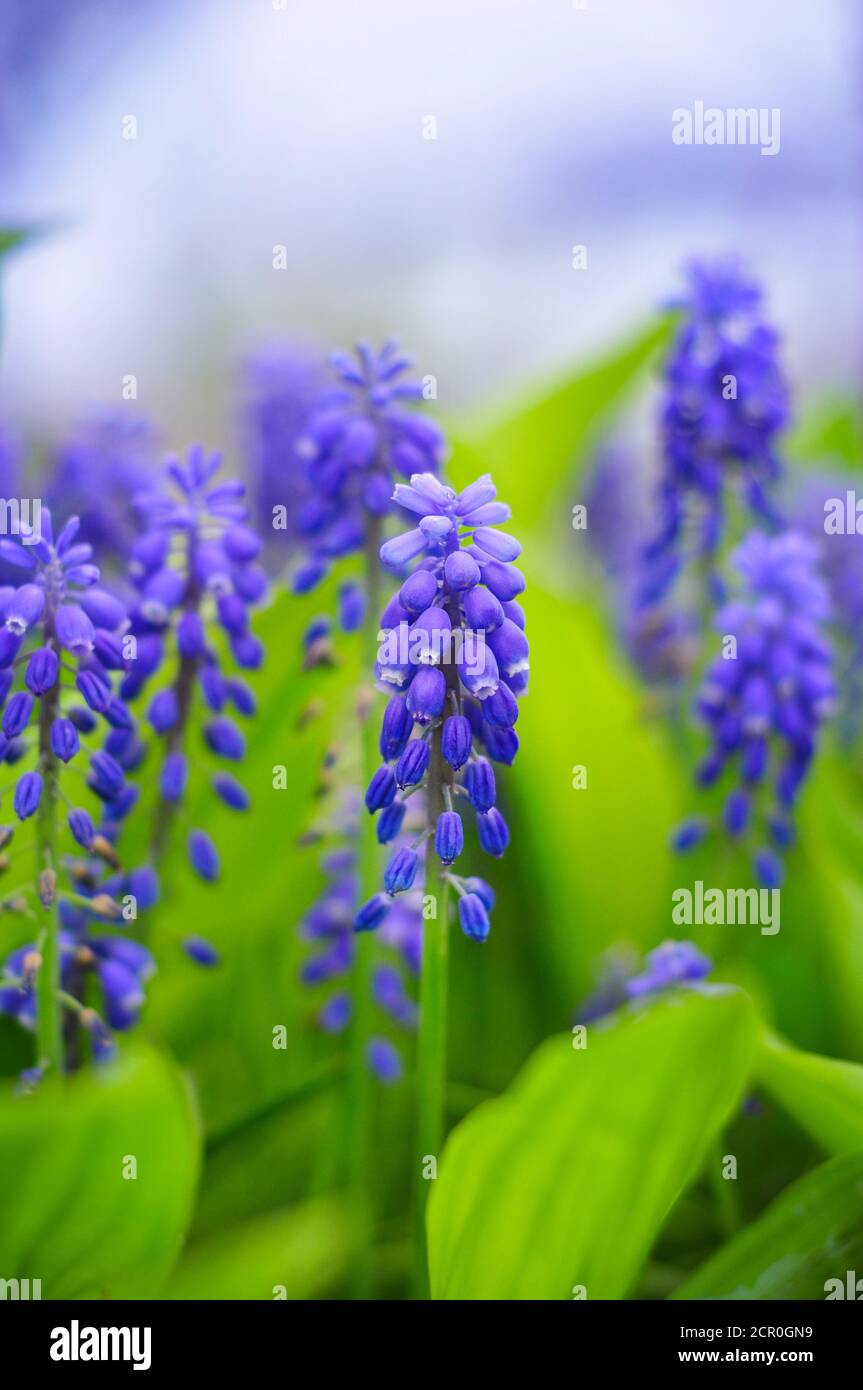 Blue grape hyacinth flowers hi-res stock photography and images - Alamy