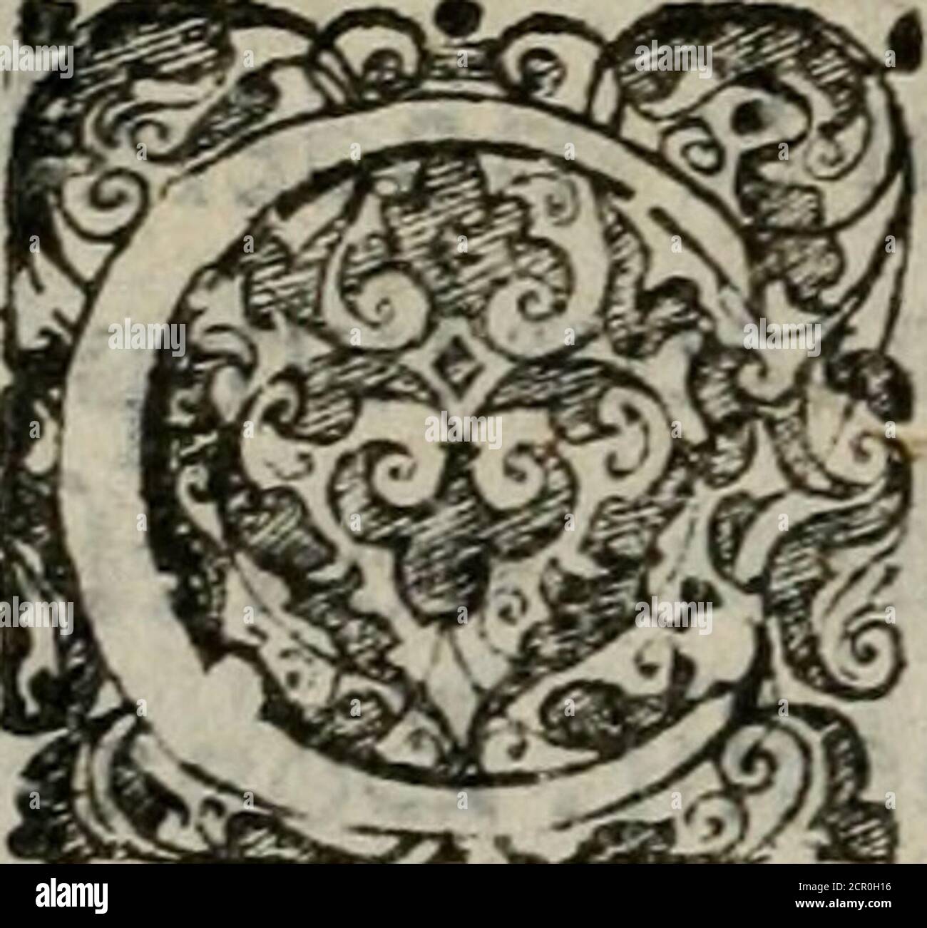 Pomponius High Resolution Stock Photography and Images - Alamy