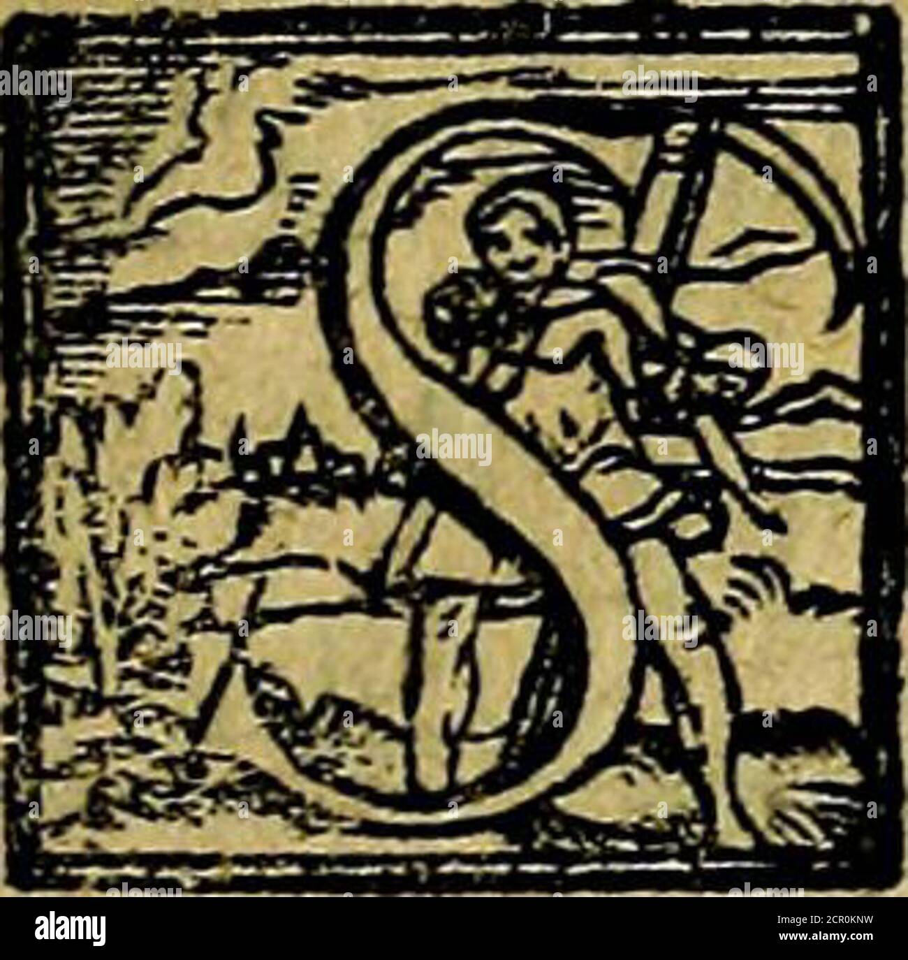 Phalis hi-res stock photography and images - Alamy