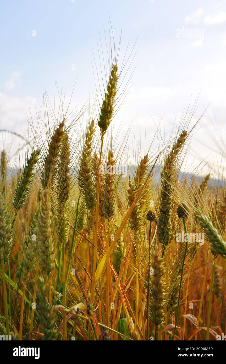 Wheat on the field, countryside, summertime Stock Photo - Alamy
