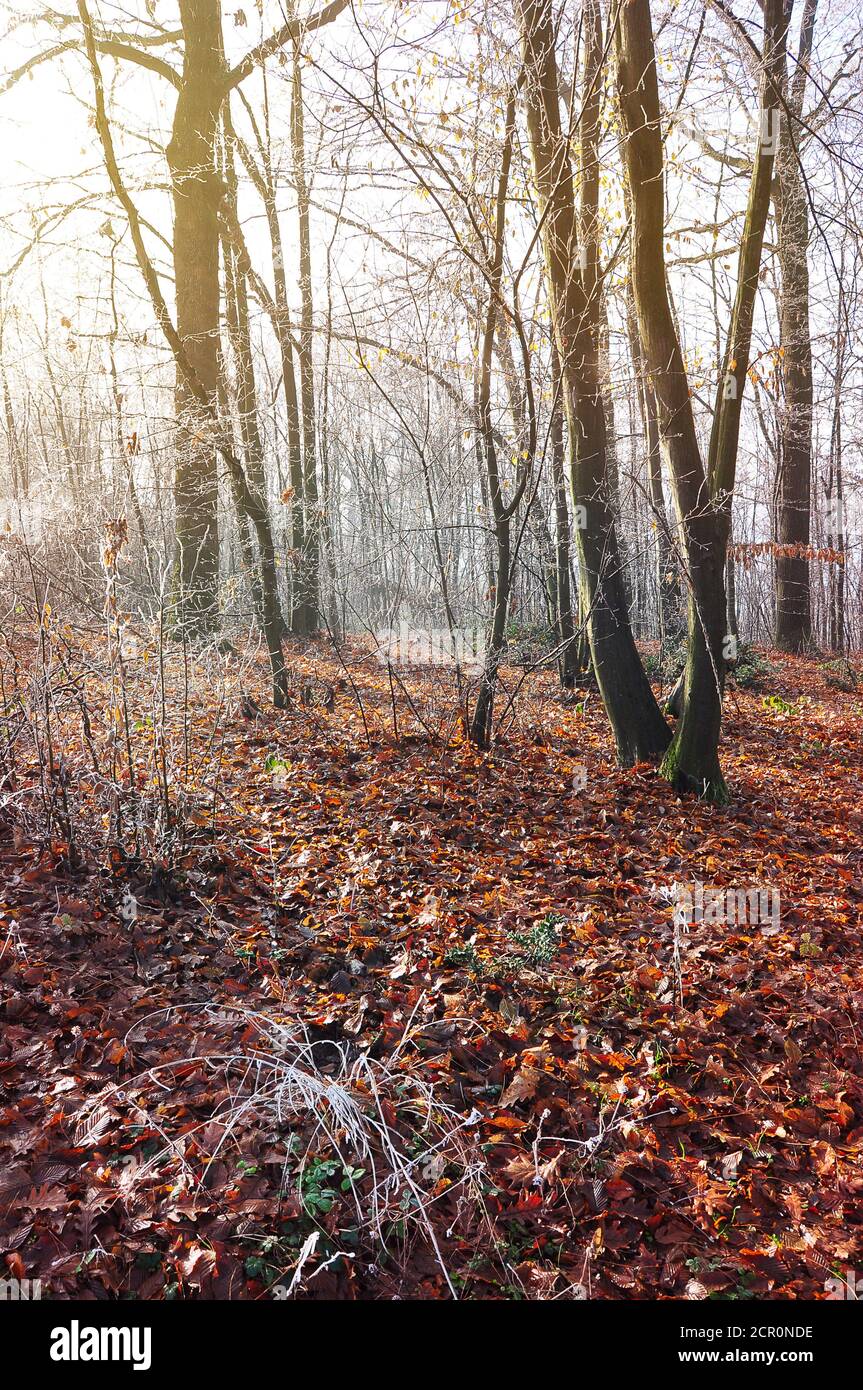 Autumn in the forest Stock Photo - Alamy