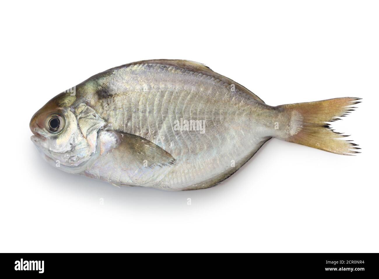 Butterfish hi-res stock photography and images - Alamy