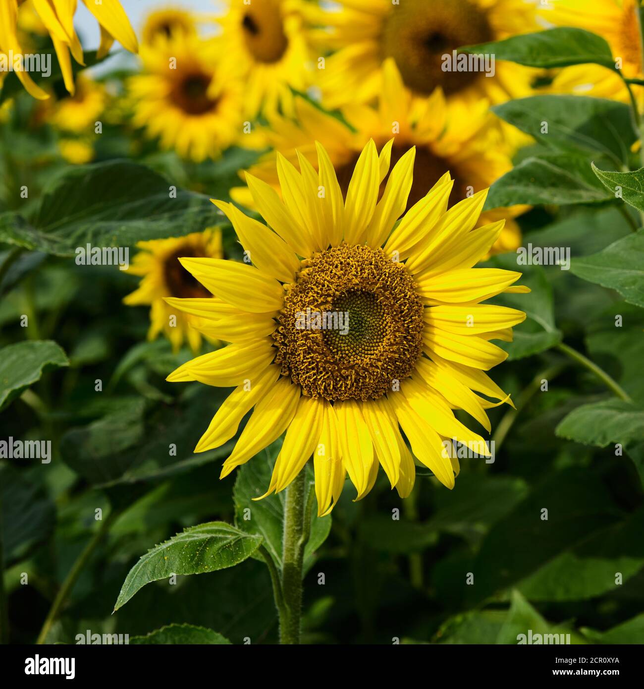 Summertime sunflowers hi-res stock photography and images - Alamy