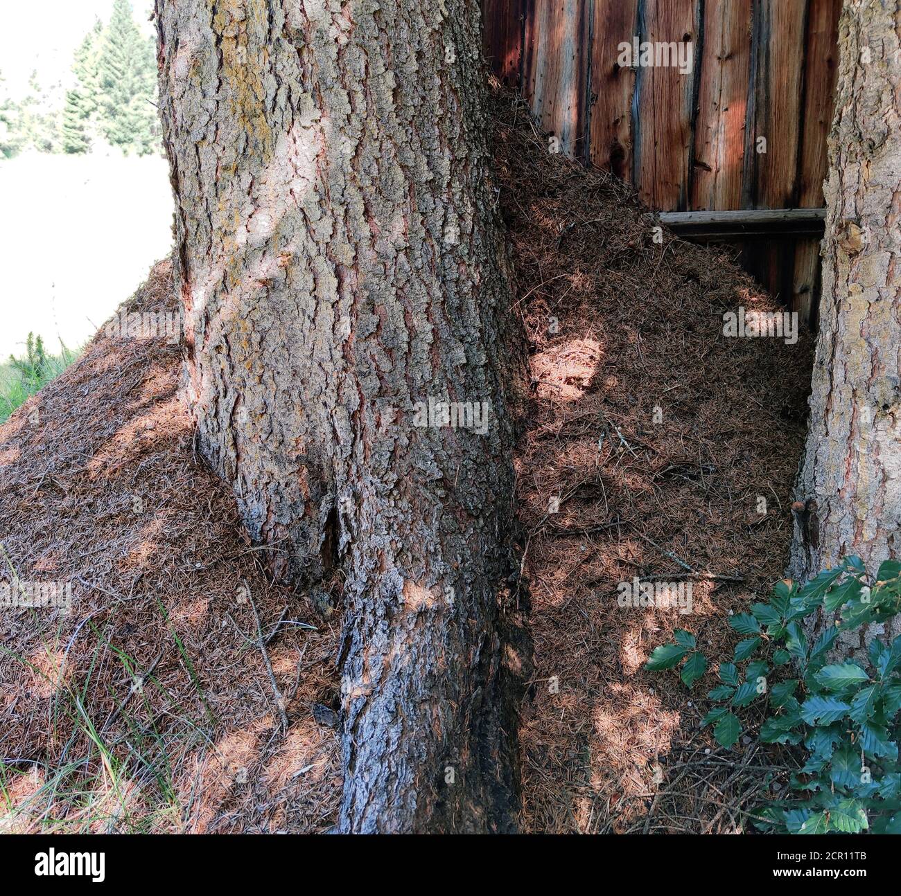 Anthill tree hi-res stock photography and images - Alamy