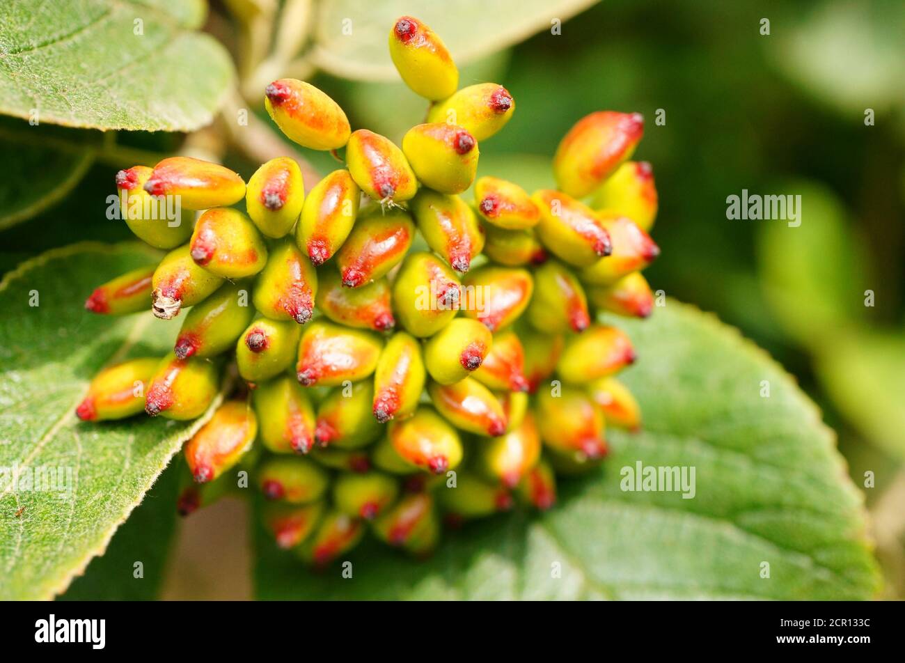 Closeup of the buds of a plant Stock Photo - Alamy