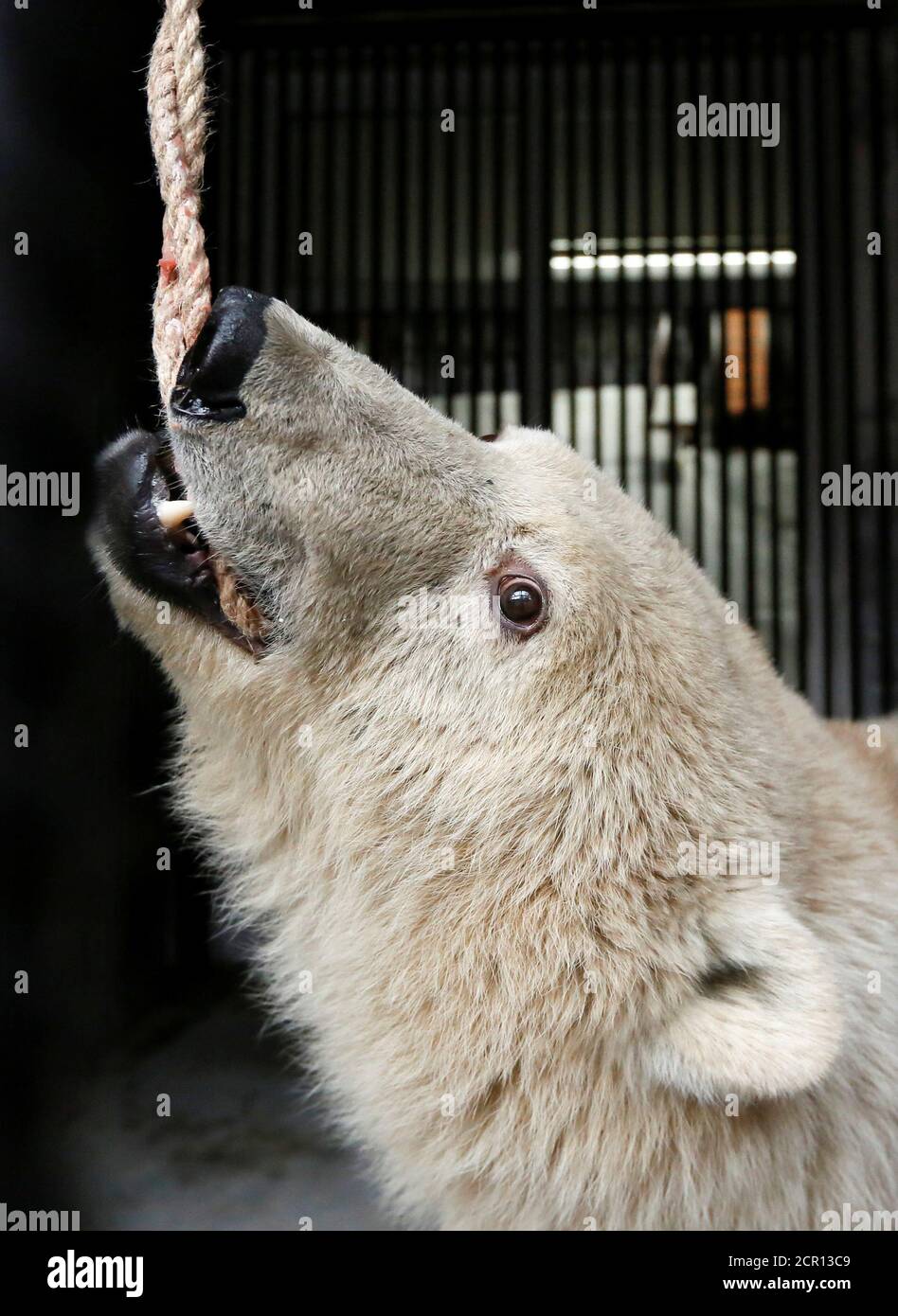 Adaptation cage hi-res stock photography and images - Alamy