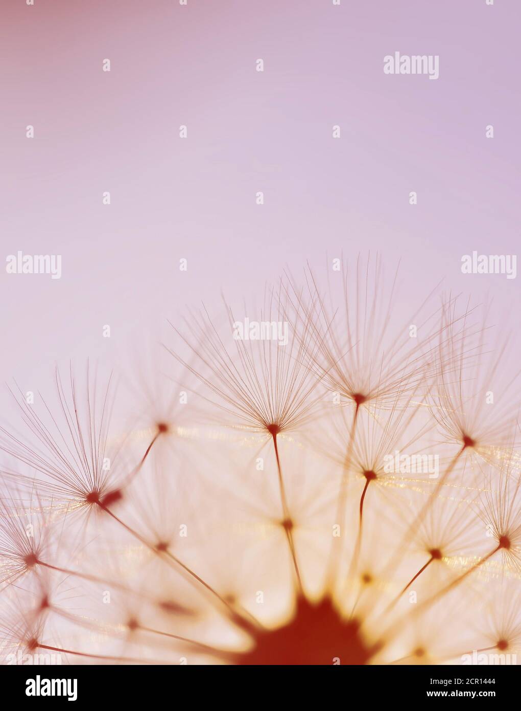 Dandelion close up in gentle sunlight Stock Photo - Alamy