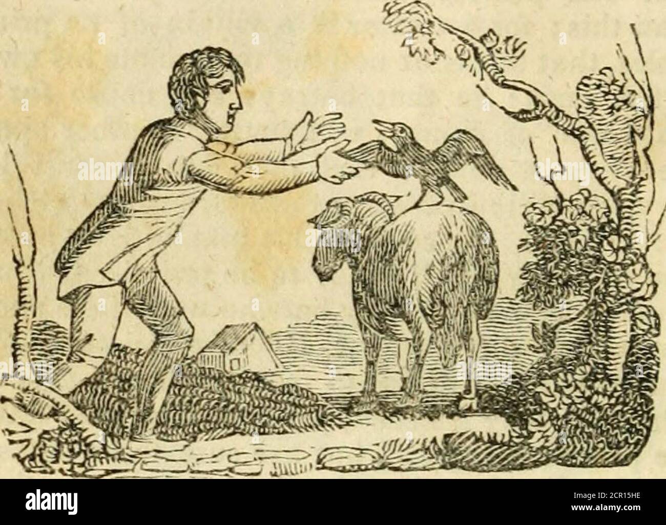 Ram Bleating High Resolution Stock Photography and Images - Alamy