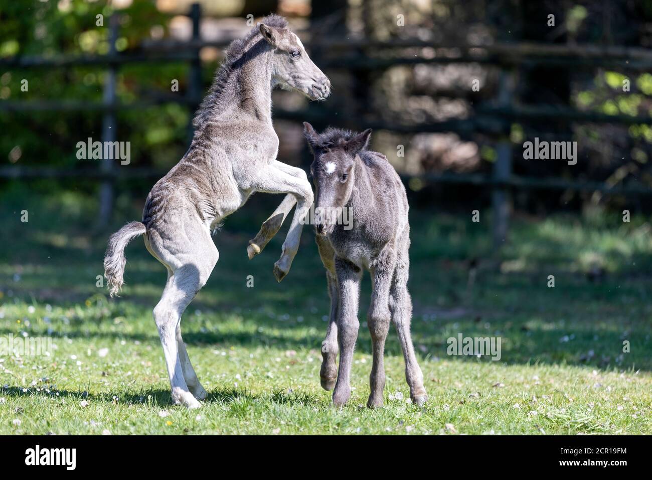 Two horse breeds hi-res stock photography and images - Alamy