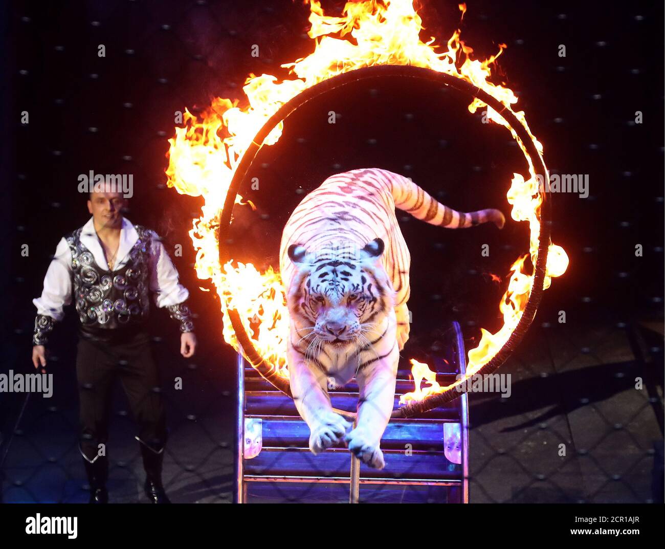 Circus Show Tiger Tamer High Resolution Stock Photography and Images ...