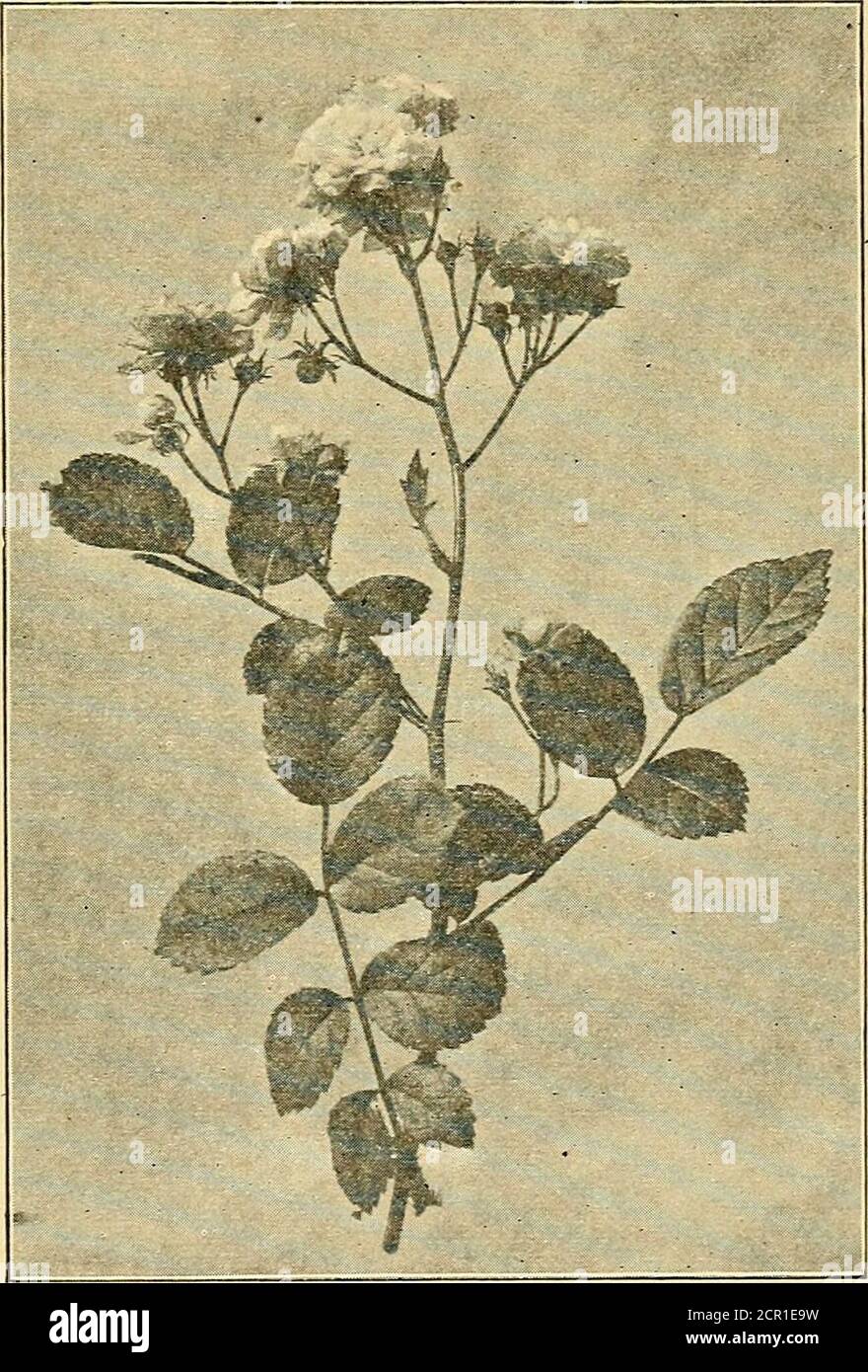 Dwarf cherry drawing hi-res stock photography and images - Alamy