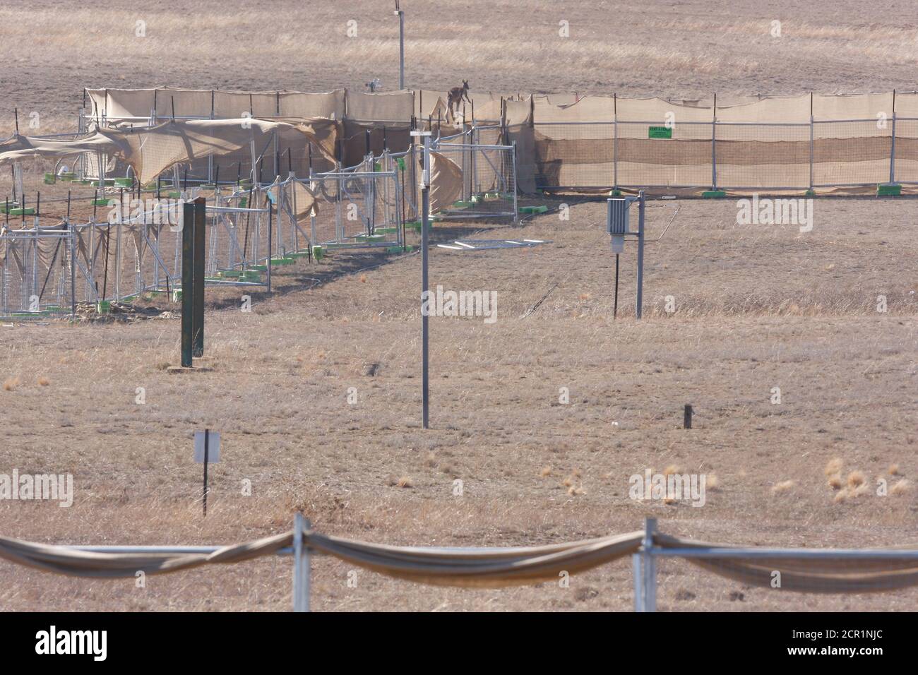 Kangaroo culling hi-res stock photography and images - Alamy