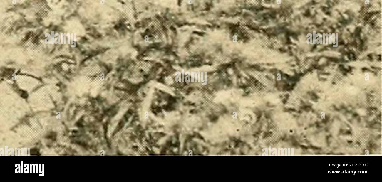 . Sun dials and roses of yesterday; garden delights which are here ...