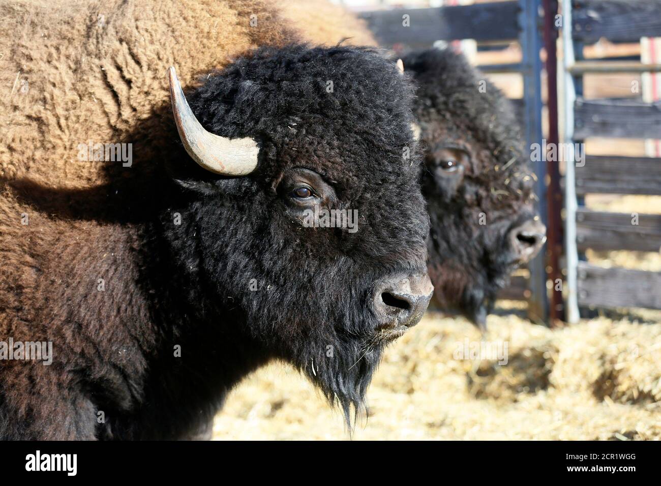 Bus file hi-res stock photography and images - Alamy