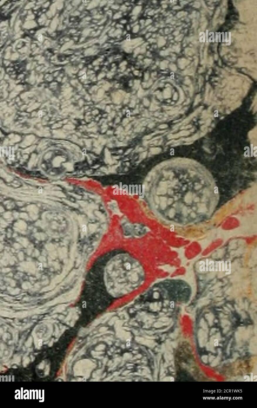 Bellunensis hi-res stock photography and images - Alamy