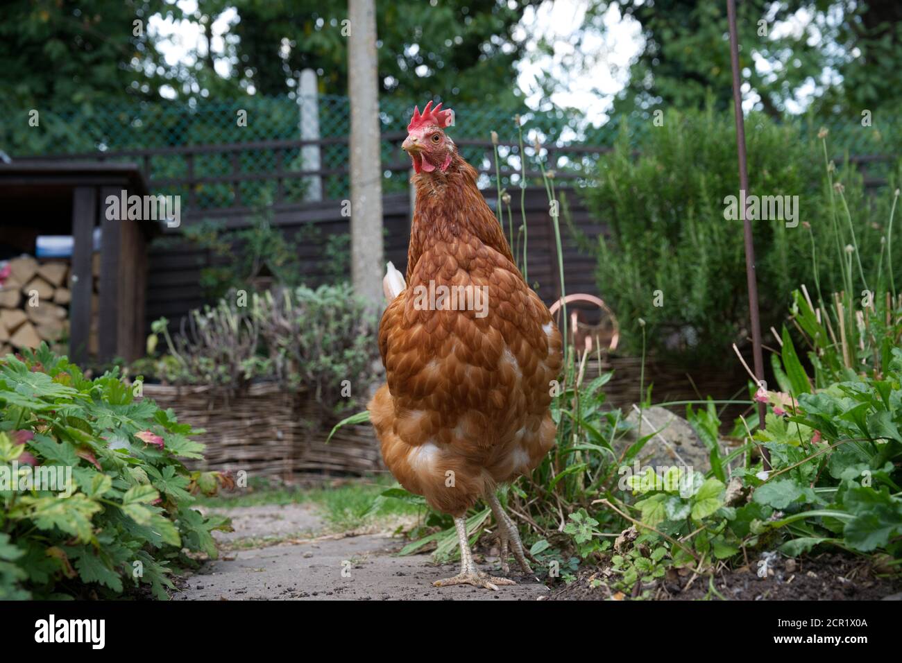 Rescue chicken hi-res stock photography and images - Alamy