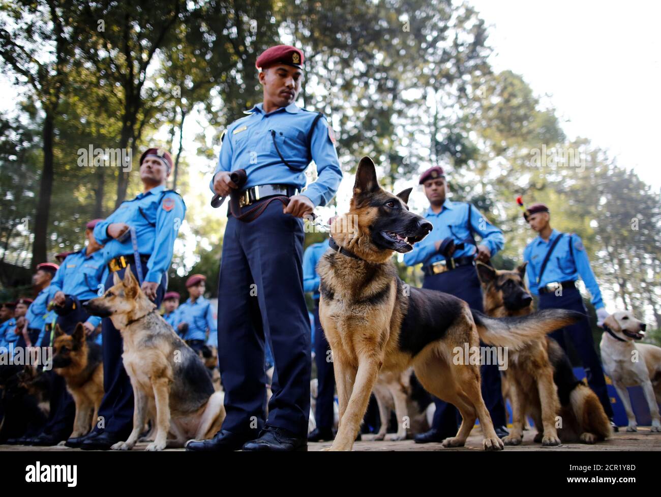 Nepalese dogs hi-res stock photography and images - Alamy