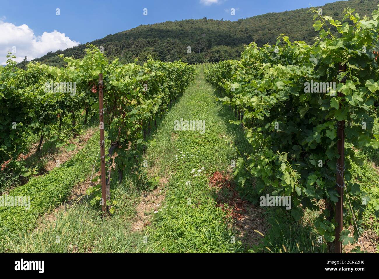 Italian vineyards plantations with traditional local grape varieties ...