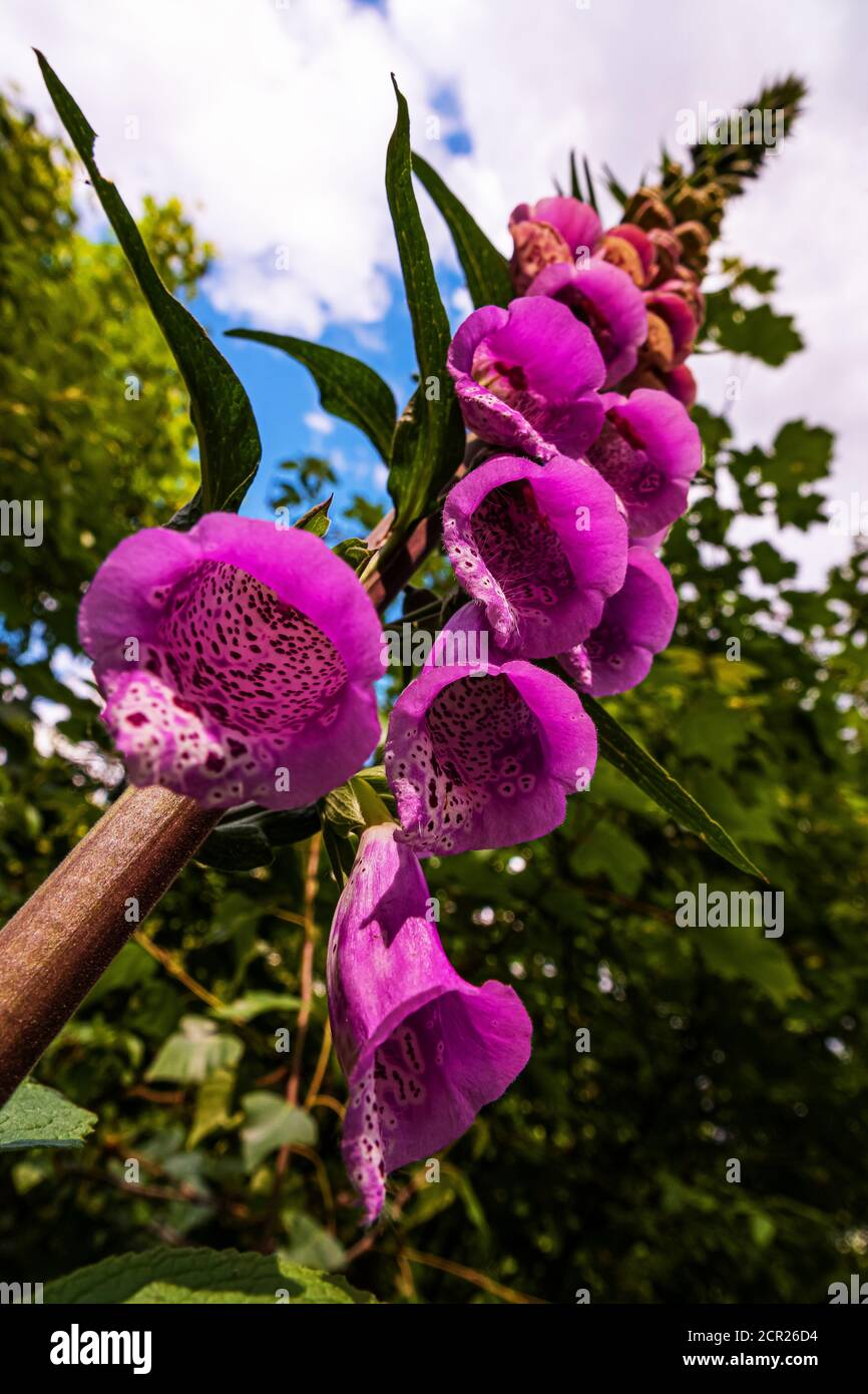 Red foxglove, Digitalis pupurea Stock Photo - Alamy