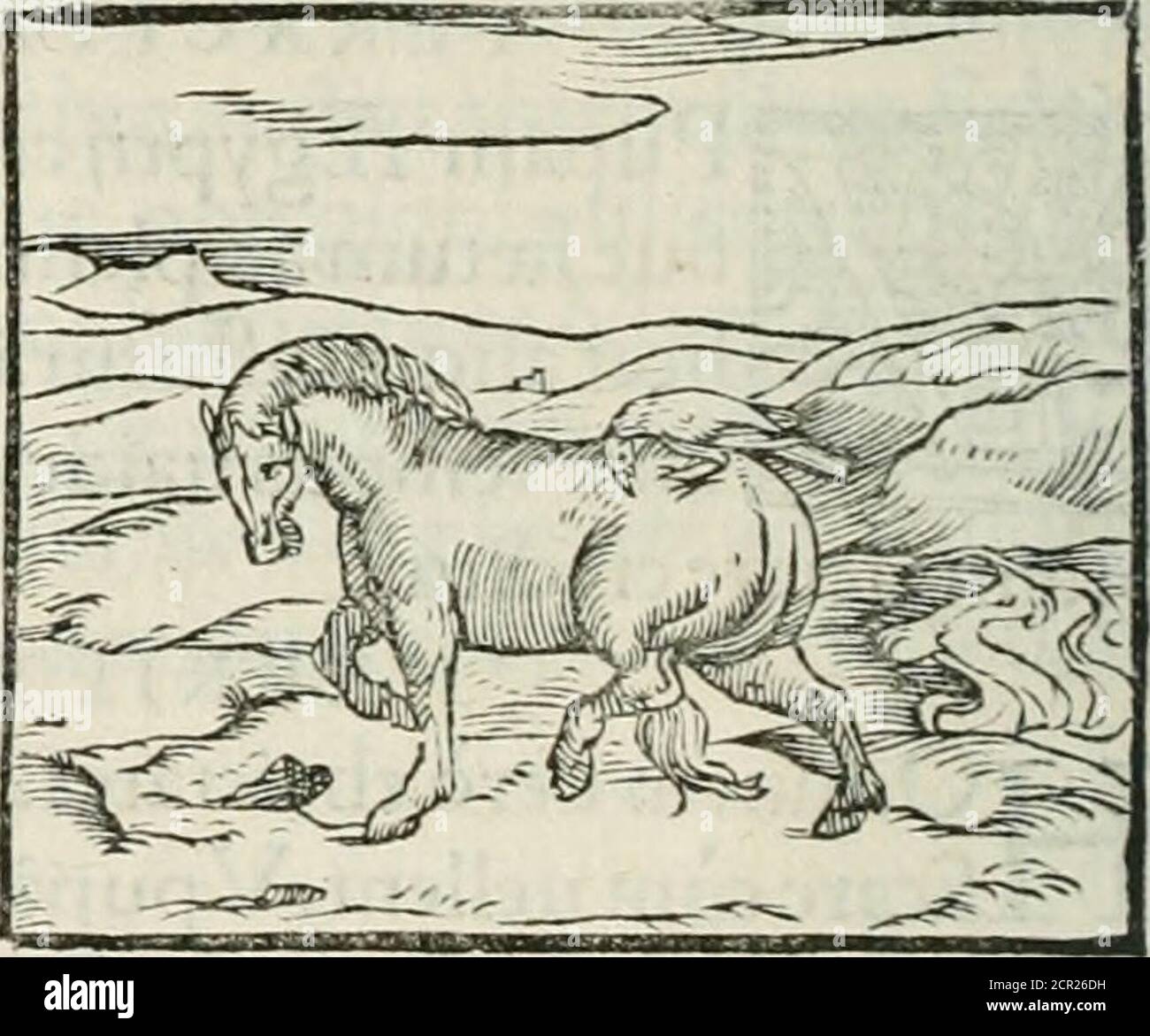 Bellunensis hi-res stock photography and images - Alamy