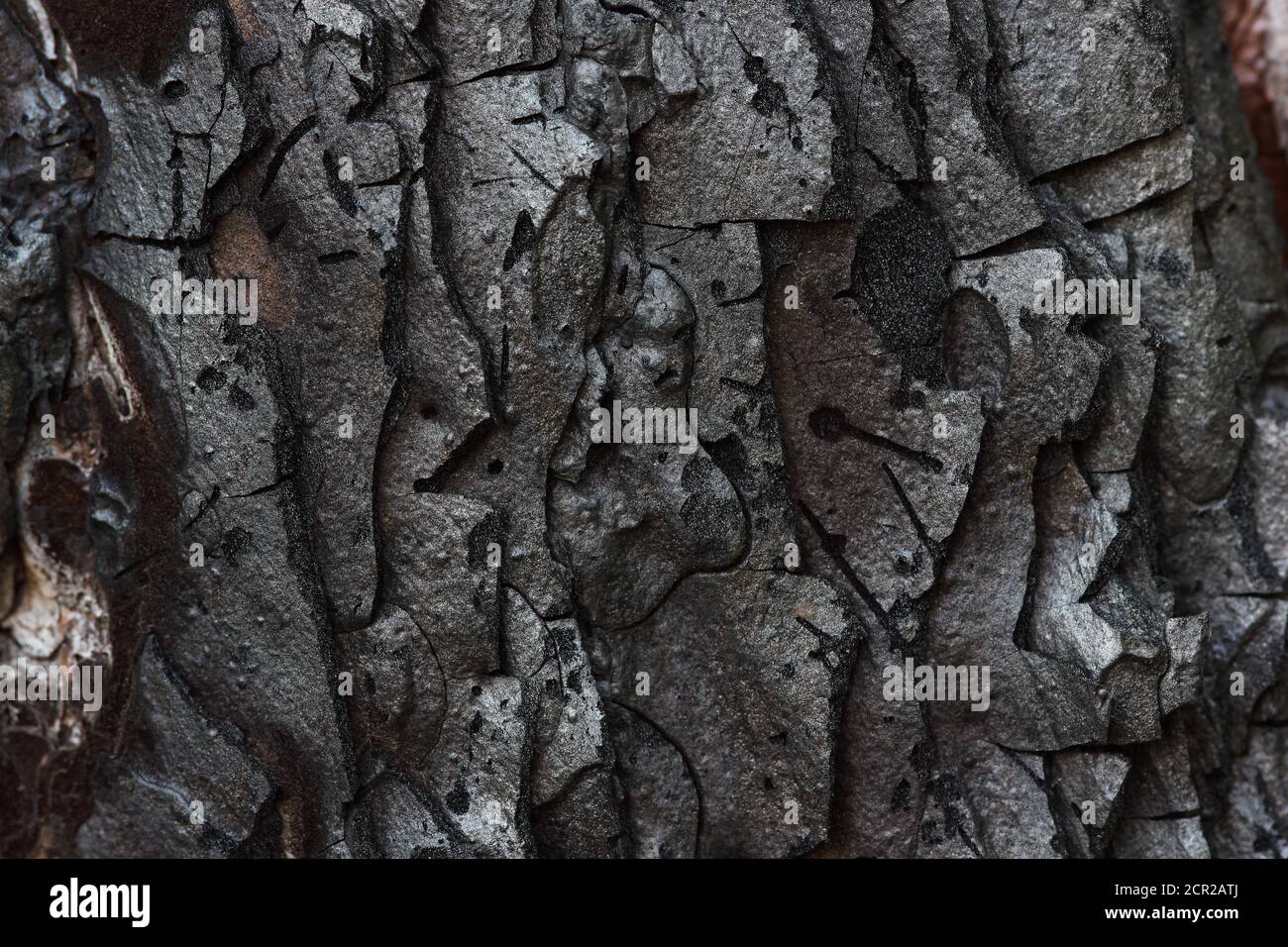 Tree Bark Texture Macro Photography High Resolution Stock Photography ...