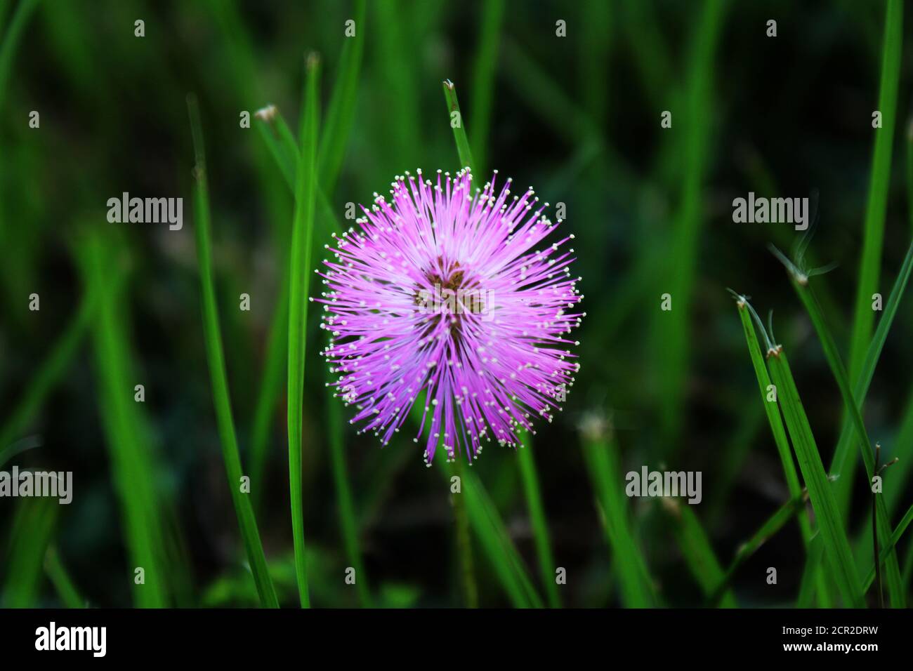 tiny flower looks like a firework rising in the grass Stock Photo - Alamy