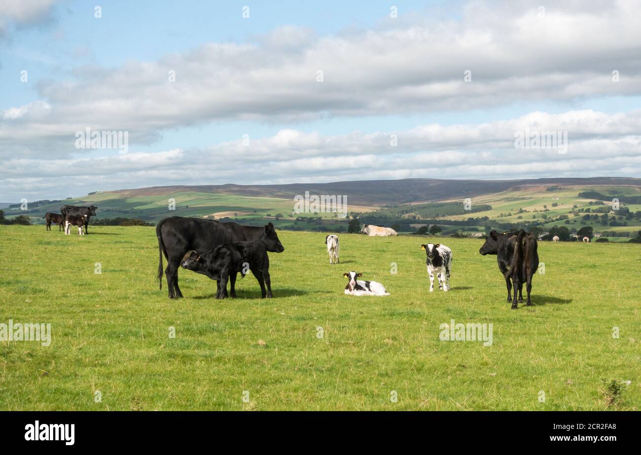 Cows and calves near Wolsingham, Co. Durham, England, UK Stock Photo ...