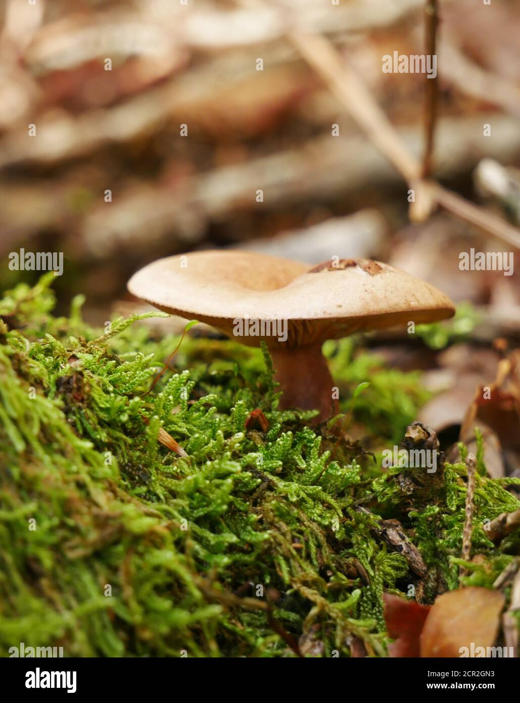 Aniseed funnel cap mushrooms hi-res stock photography and images - Alamy