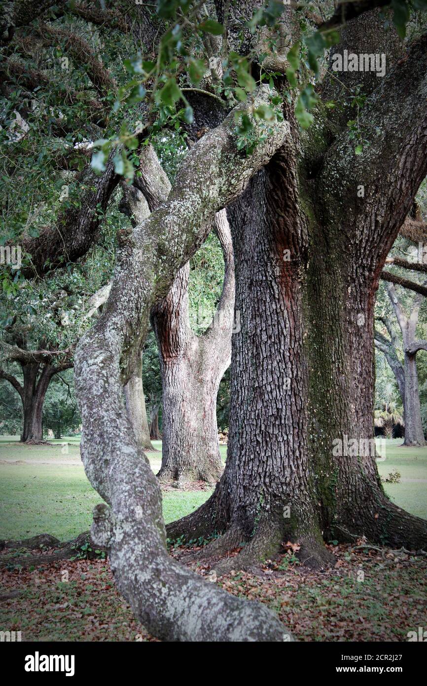 an old oak tree framing the tree behind it Stock Photo - Alamy