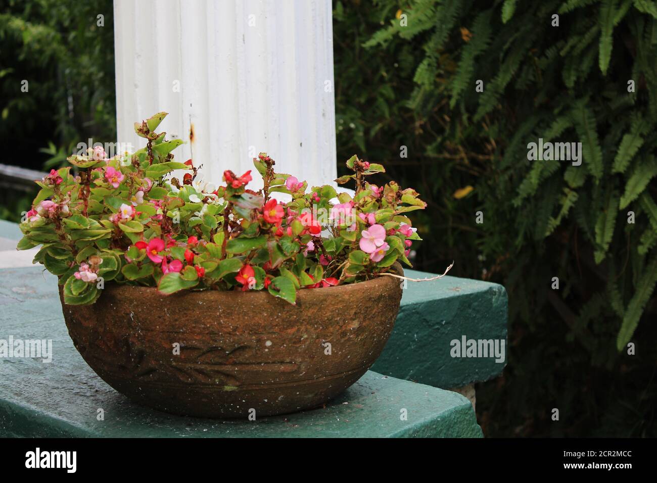 terracotta planter with flowers by a wall covered with greenery Stock ...